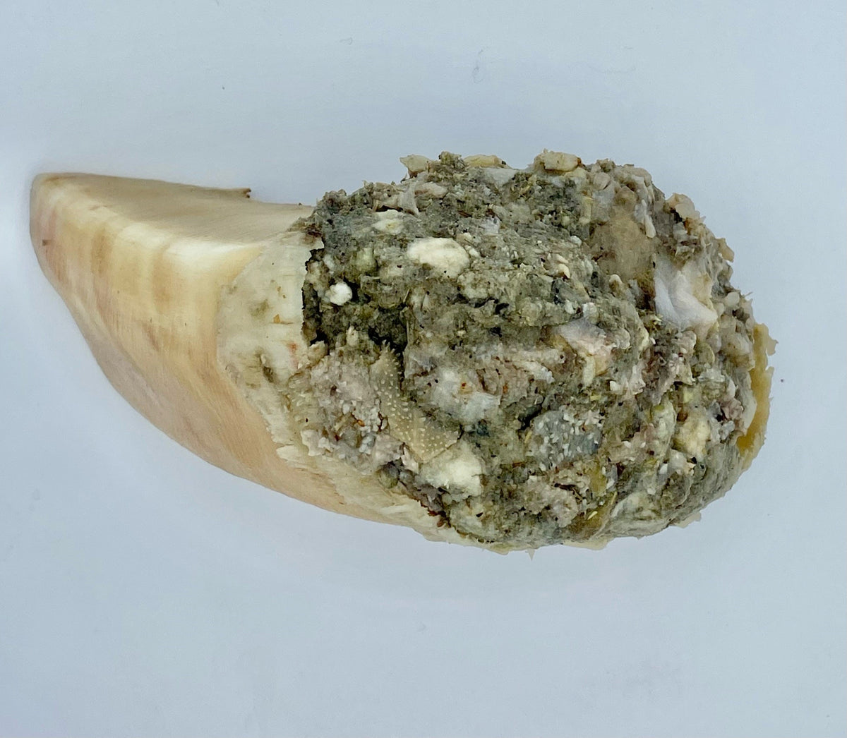 Raw Cow Hooves Stuffed with Green Tripe – Sirius Natural Pet Foods